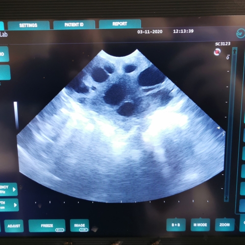 Ægudtagning (OPU) til Heste - Optimal reproduktion
